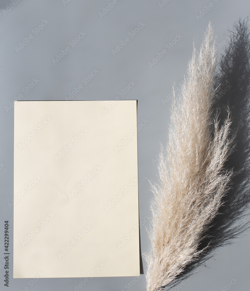White paper flat lay with a pampas grass, add your own text and story ...