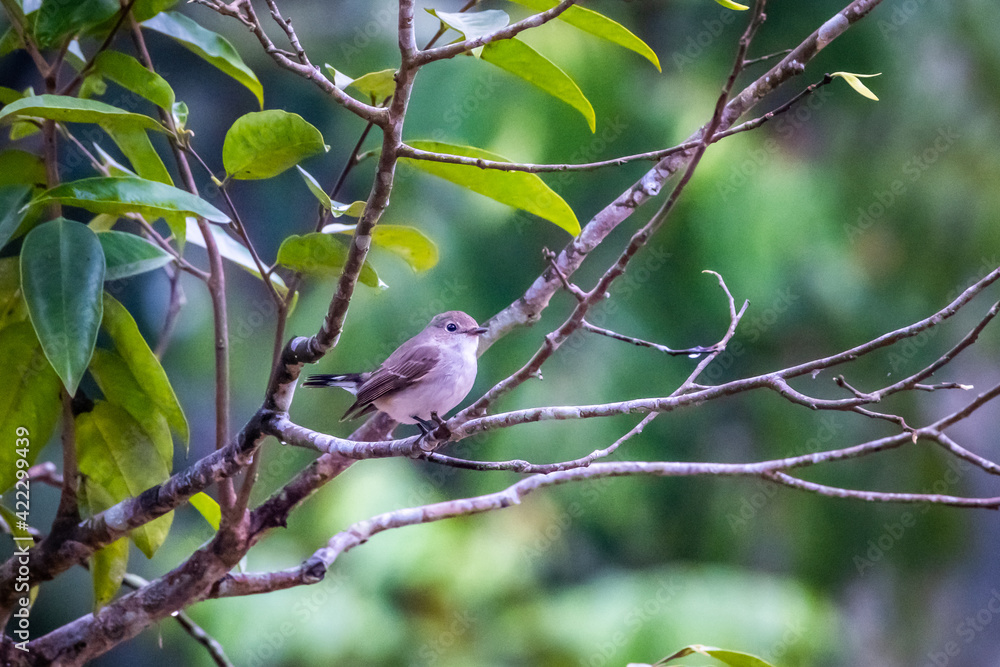 Red-breasted Flycatcher (Ficedula parva) bird female sitting on a ...