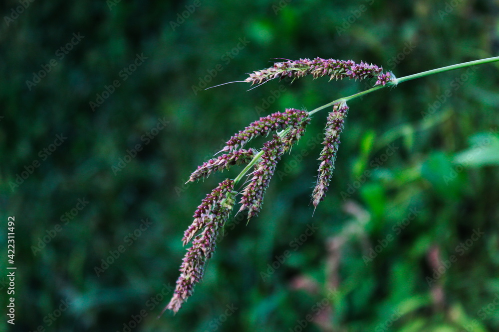 Seedhead of Echinochloa crus-galli, cockspur grass, barnyard millet ...
