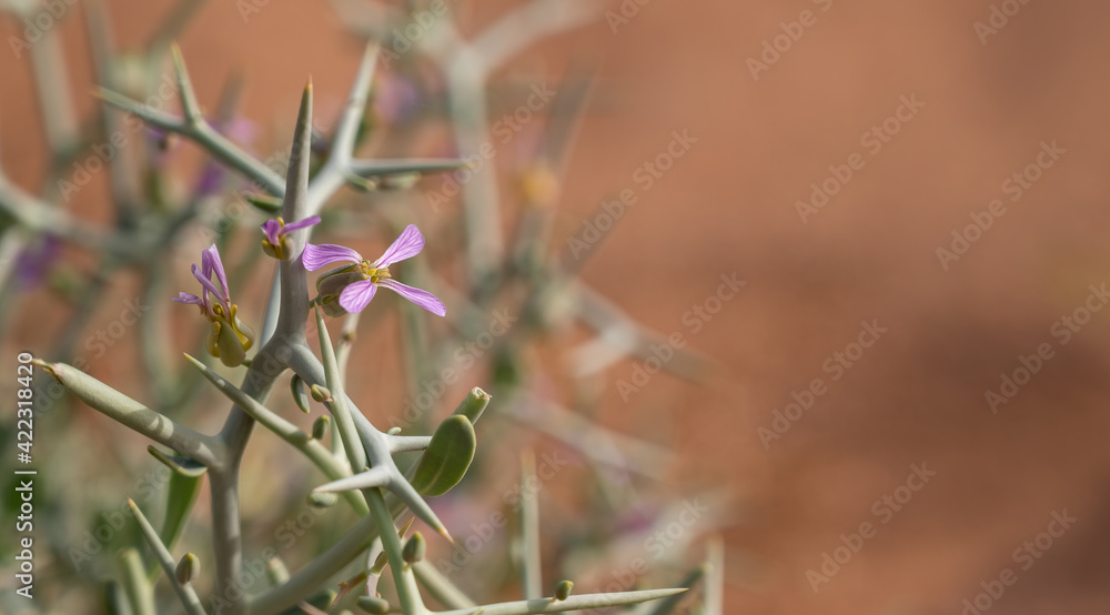 Fotografia do Stock: Spiny zilla or zilla spinosa - thorny desert plant ...