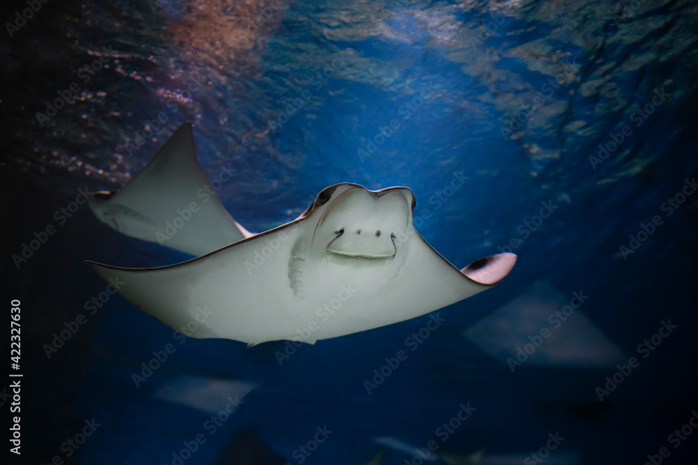 cownose ray swimming in the water, fish underwater in the aquarium ...