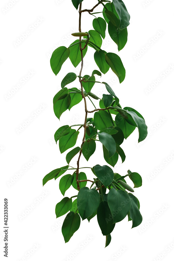 Dark Green Vine
