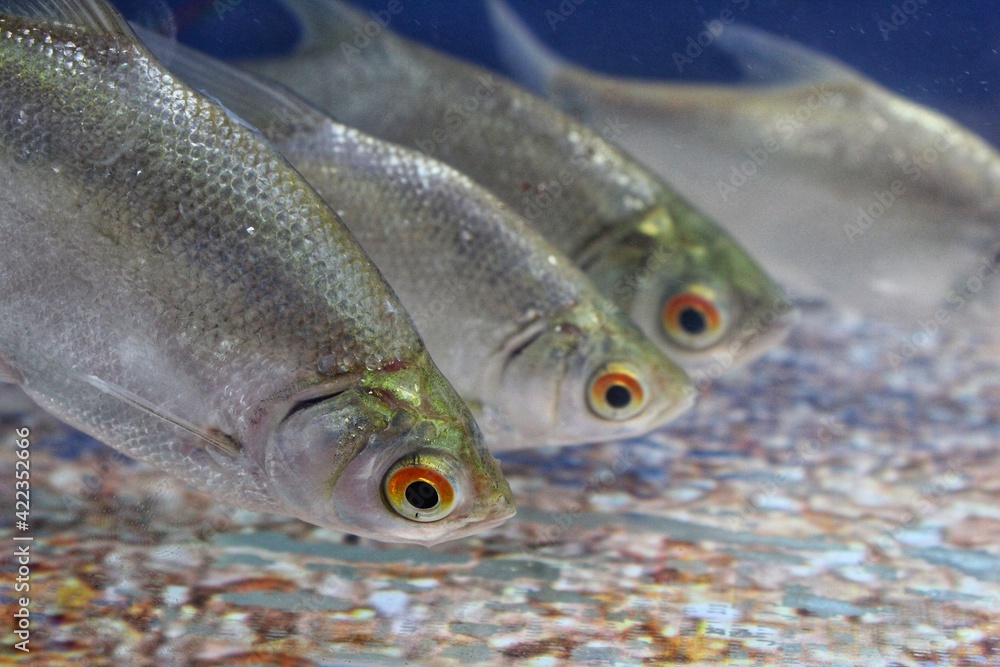 tenulosha ilisha fresh water hilsa fish close up face and eye hilsa ...
