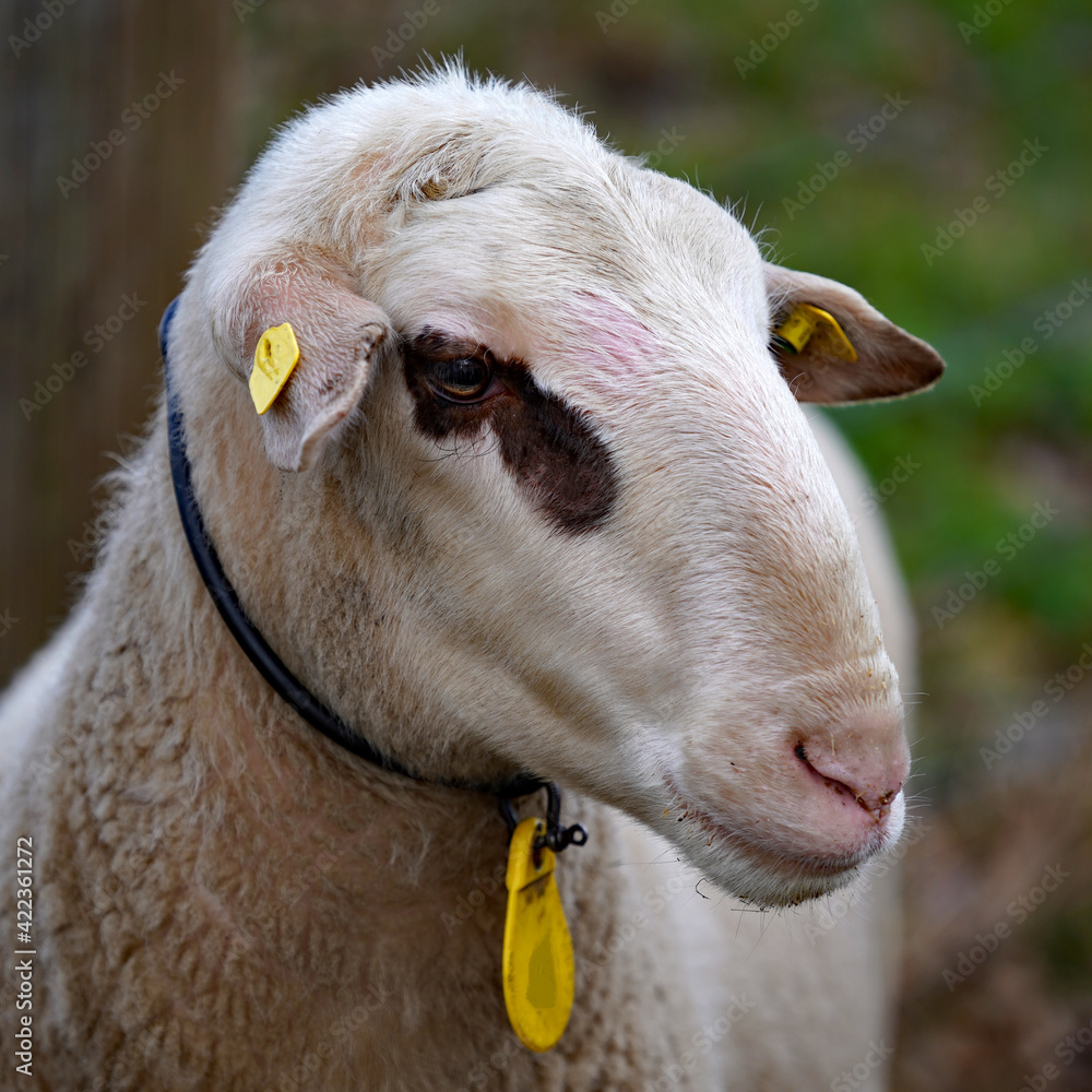Portrait of a sheep. An ewe. This breed is a cross between German and ...