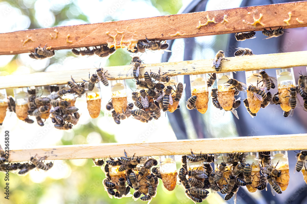 Beekeeping queen cell for larvae queen bees. beekeeper in apiary with ...