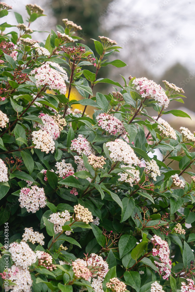 Viburnum tinus, the laurustinus, laurustine or laurestine plant ...