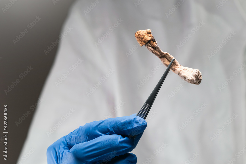 Magic Mushrooms in laboratory. Psilocybin science and research. Person ...