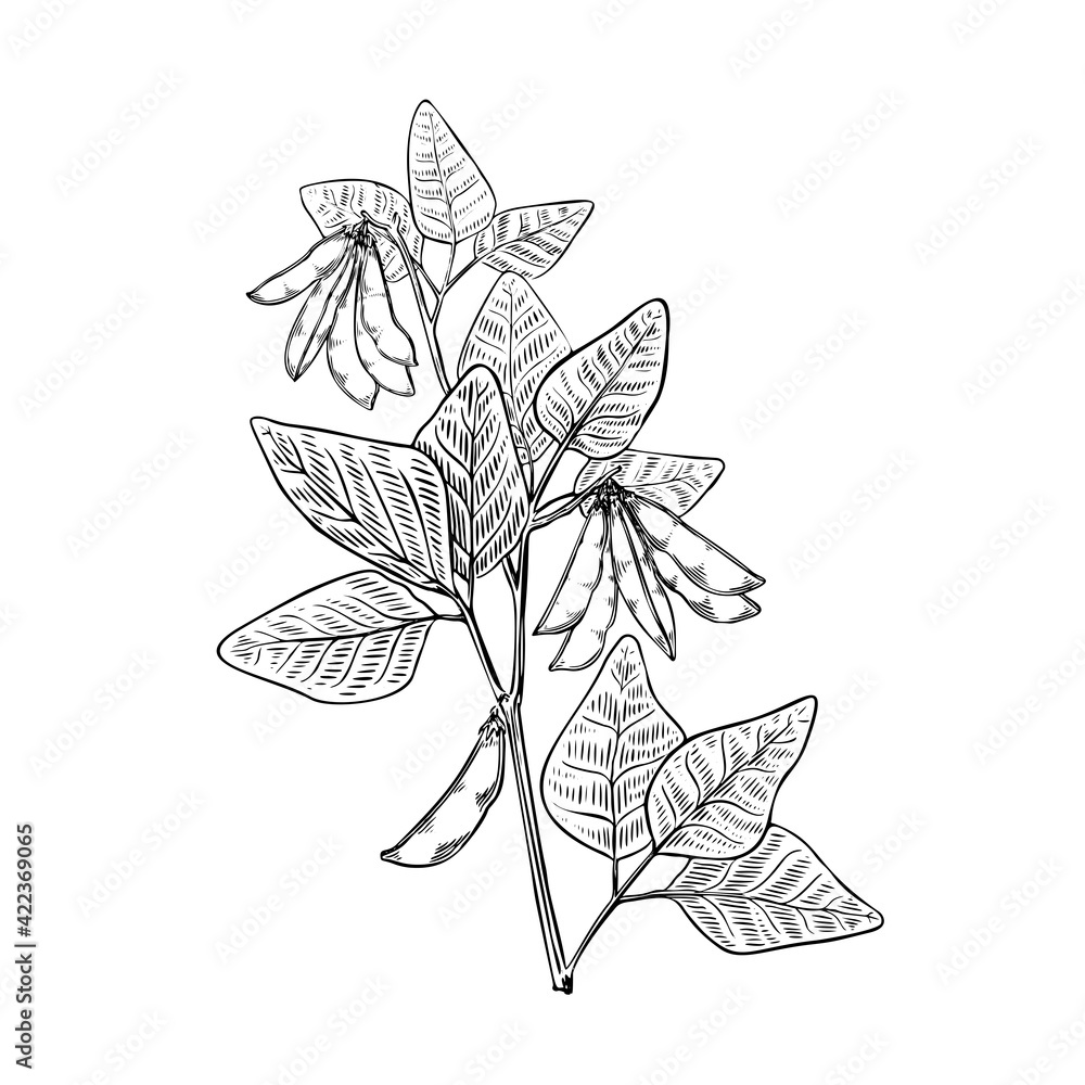 Green soya plant bean sketch in vintage style on black background ...