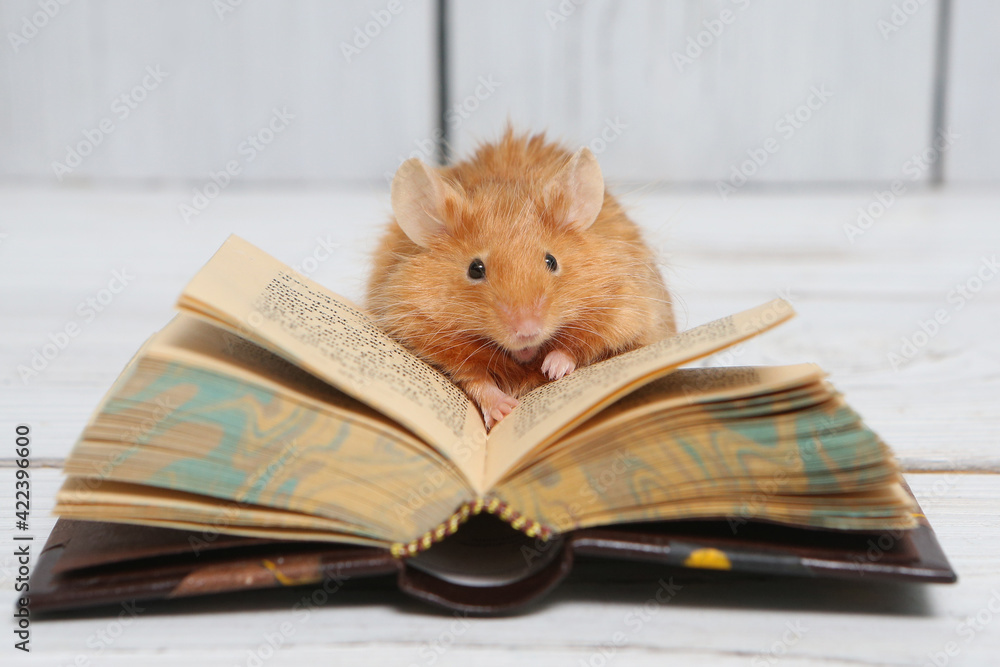 Mouse. Cute pet: mouse reads. Talented animal with book. Books reading ...