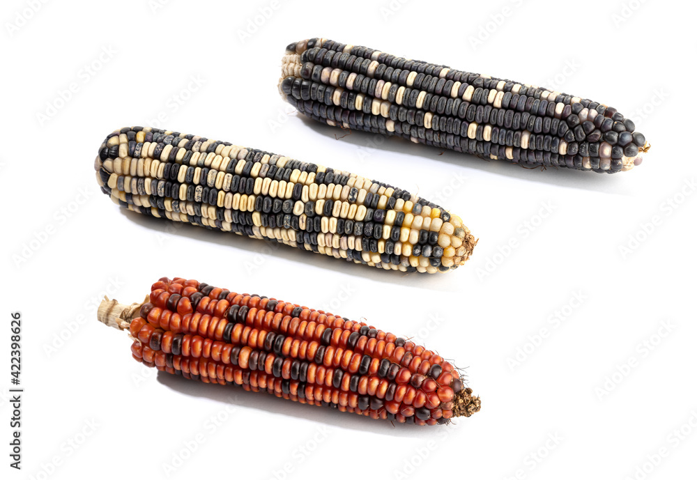 Variety of cobs of corn isolated on white background. Raw maize Stock ...