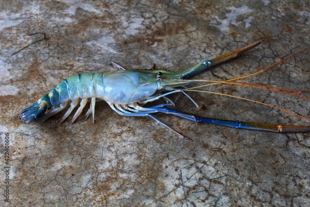 giant freshwater river prawn scampi sale prawn with big leg Stock Photo ...