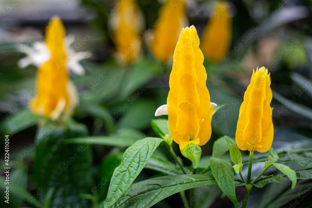 A close up view of the yellow flowers on the golden shrimp plant ...