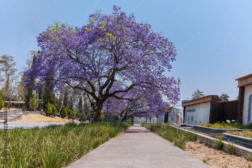 Árbol de jacaranda en la segunda sección de Chapultepec en la Ciudad de ...