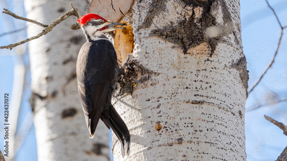 Male adult Pileated Woodpecker (Dryocopus pileatus) bird pecking a hole ...