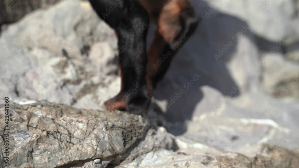 Funny clumsy dog tries to climb on cliff on the rock jumping on them ...