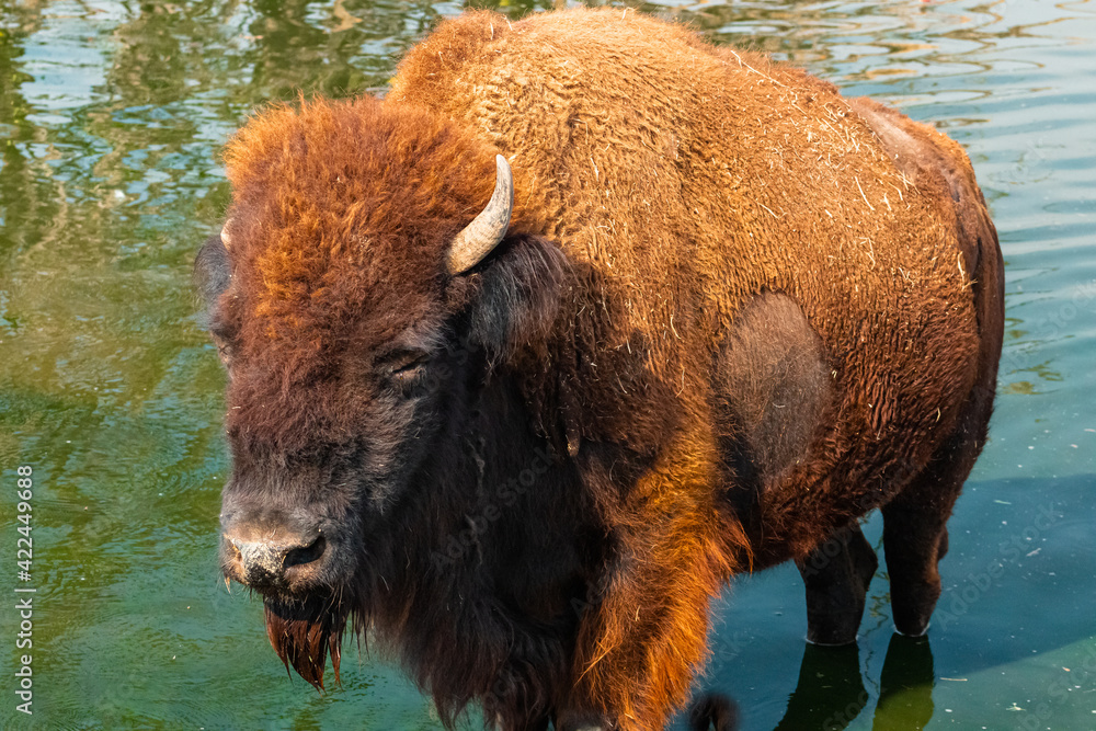 bison, búfalo, animal, inhospitalario, fauna, mamífero, naturaleza ...