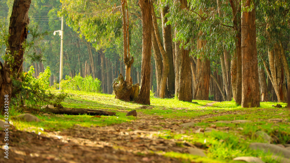 Bosque en la sierra del Ecuador Cuenca Stock Photo | Adobe Stock