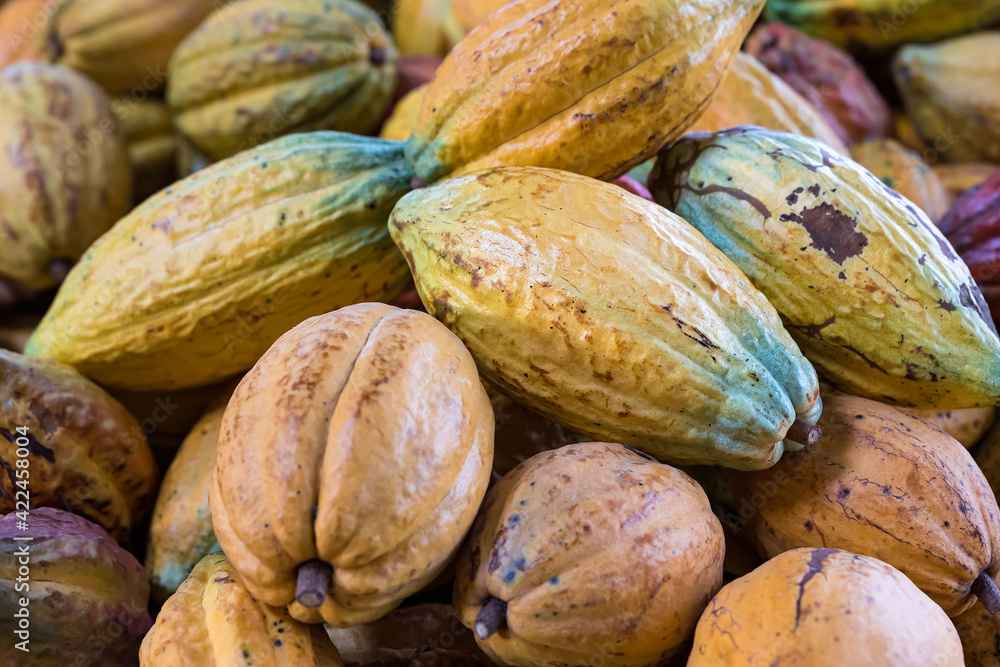A big bunch of colorful cocoa pods. Criollo, Forastero, Trinitario ...