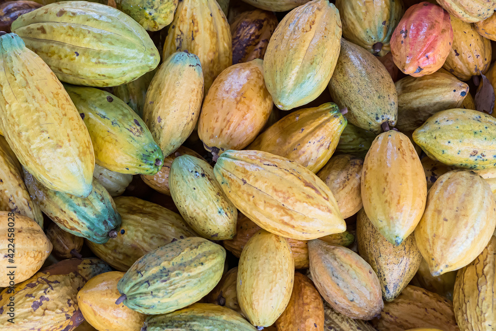 A big bunch of colorful cocoa pods. Criollo, Forastero, Trinitario ...