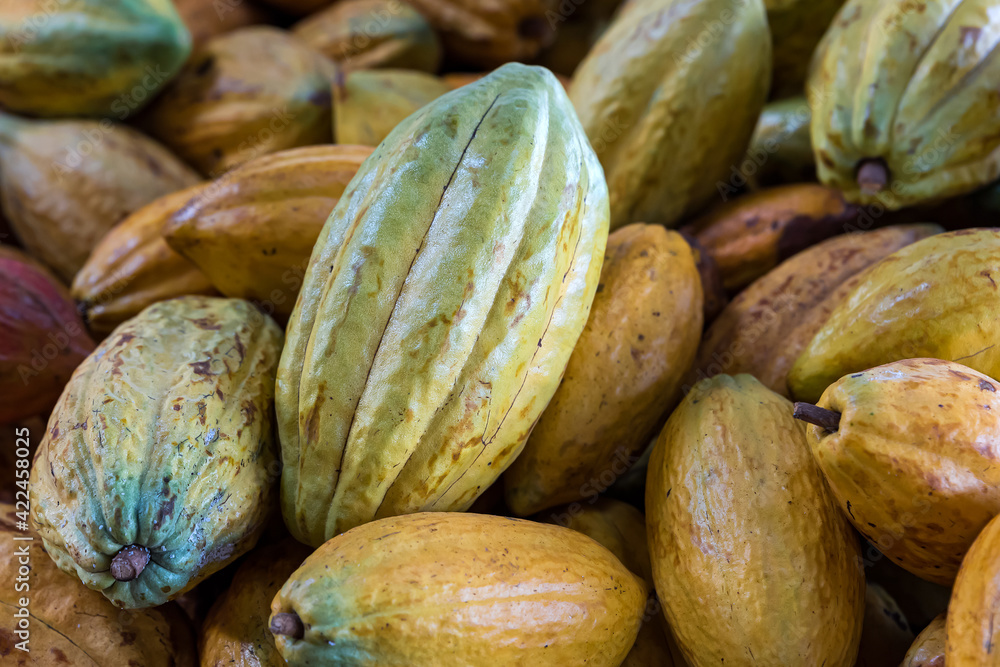 A big bunch of colorful cocoa pods. Criollo, Forastero, Trinitario ...