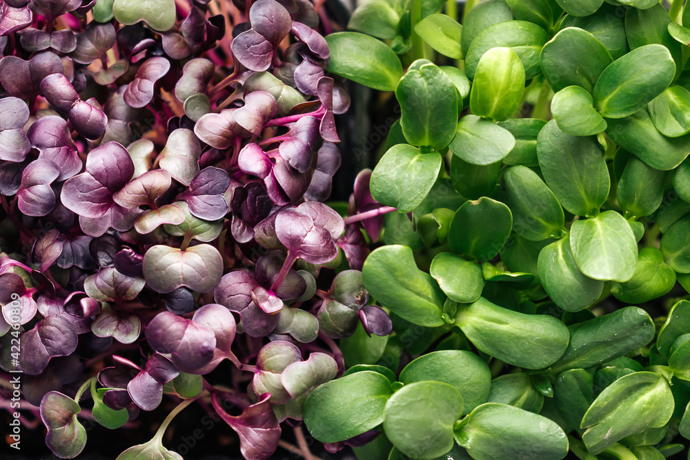Radish sango and sunflower microgreens,top view.The concept of healthy ...