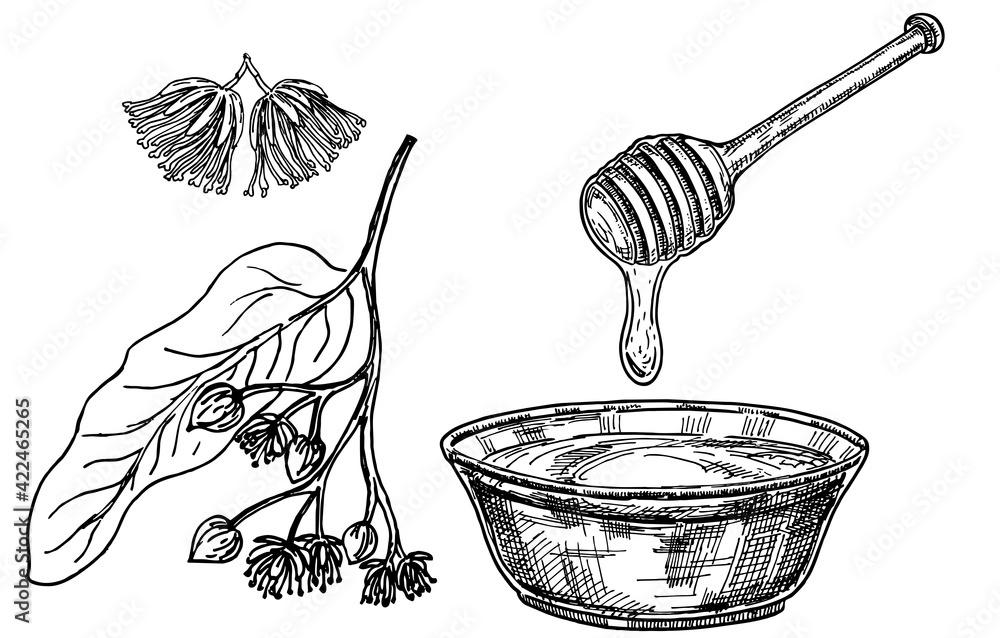 Linden honey. Honey and Linden blossom. Fresh, nutritious and tasty ...