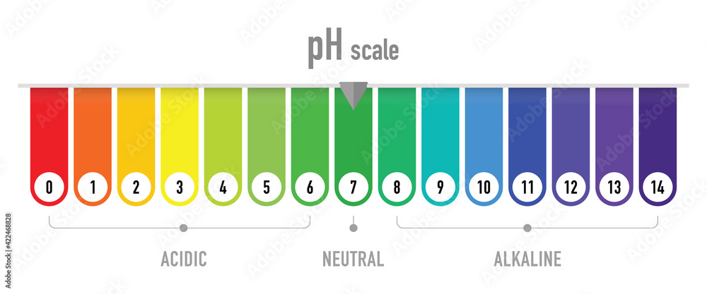 pH value scale chart for acid and alkaline solutions, acid-base balance ...