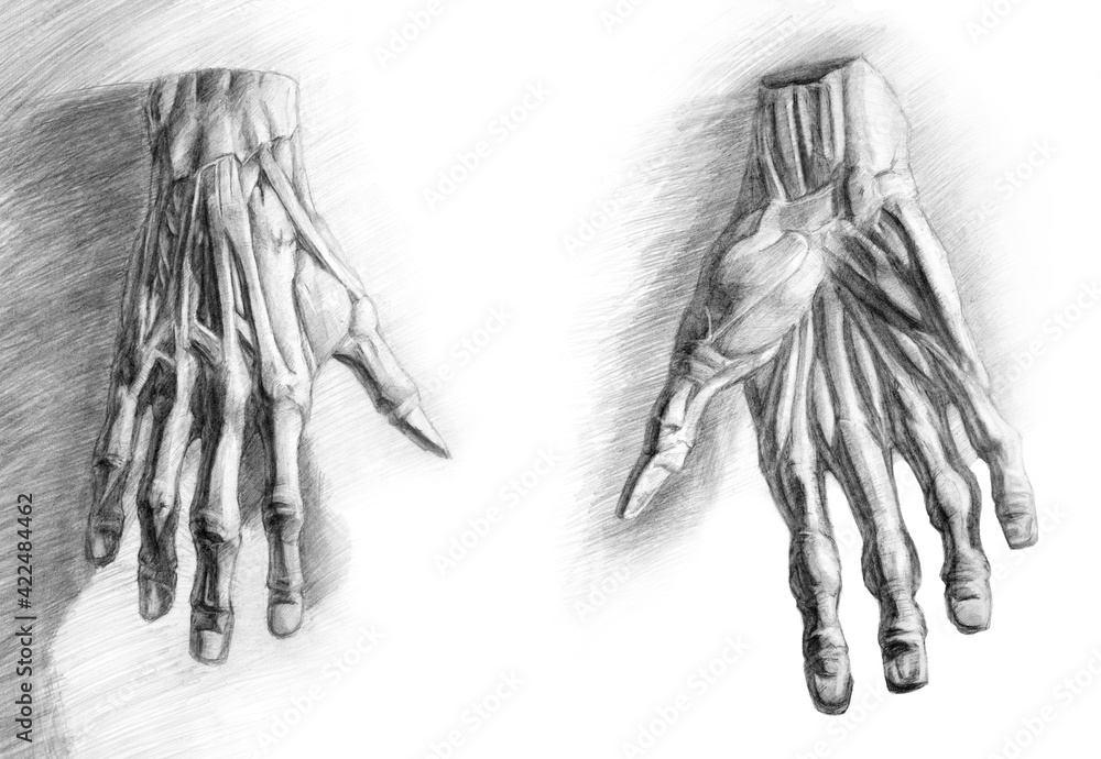 Anatomical drawing of the human hand. Different camera angles. academic ...
