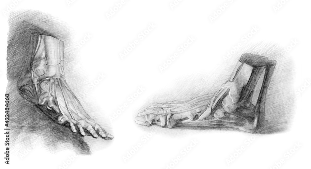 Anatomical drawing of a person's feet. Different camera angles ...