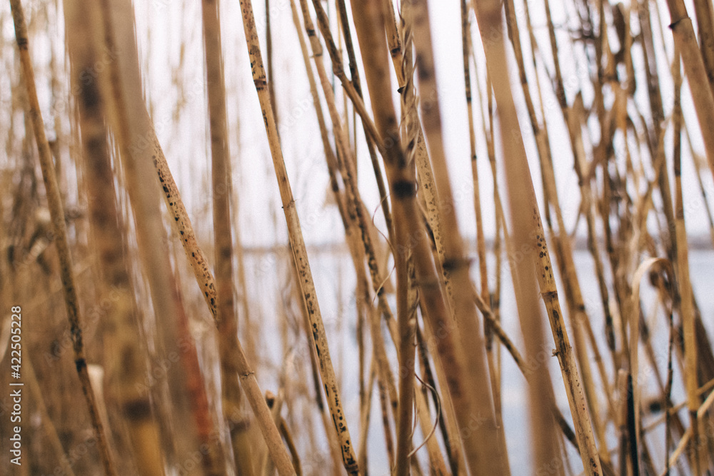 Reed texture closeup. Blurred background and reed stalks create a ...