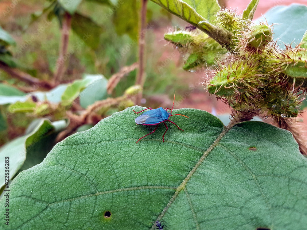 Zicrona caerulea, common name Blue Shieldbug, is a species of bugs of ...