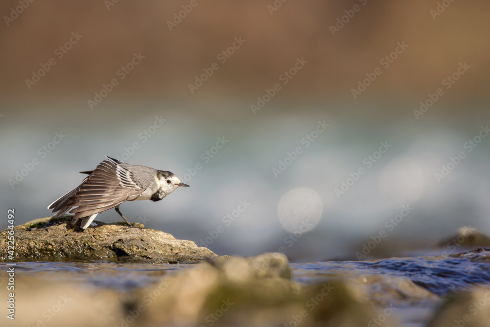 White wagtail (Motacilla alba) a small passerine bird in the family ...