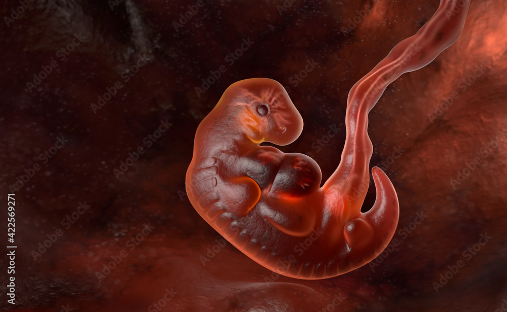 Human embryo at the end of 5 weeks Stock Illustration | Adobe Stock
