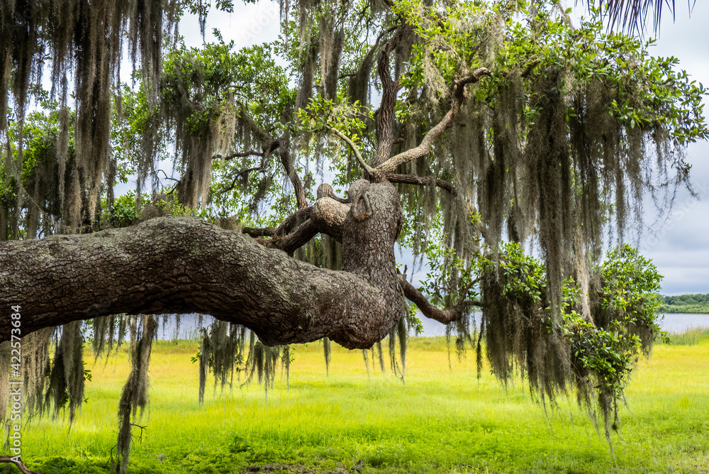 Moss On Oak Trees