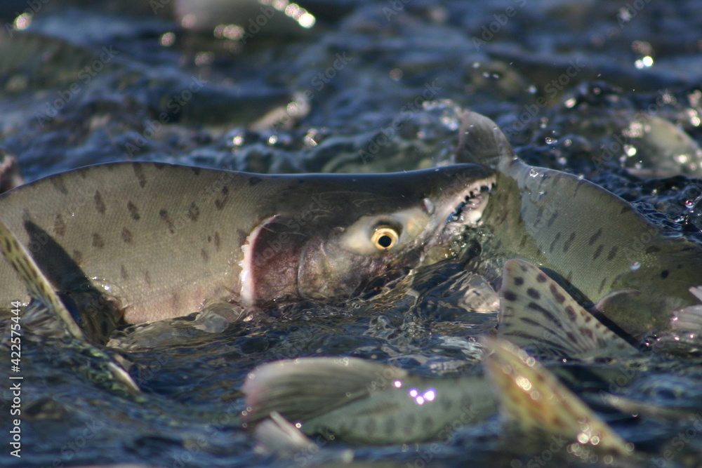 A Humpback Salmon Face in a Stream as it Fights Upstream to Spawn with ...