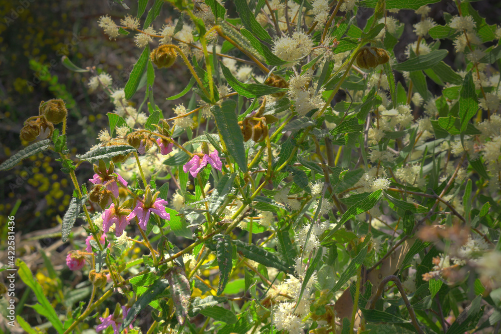 Native Australian wildflowers purple Thomasia grandiflora and white ...