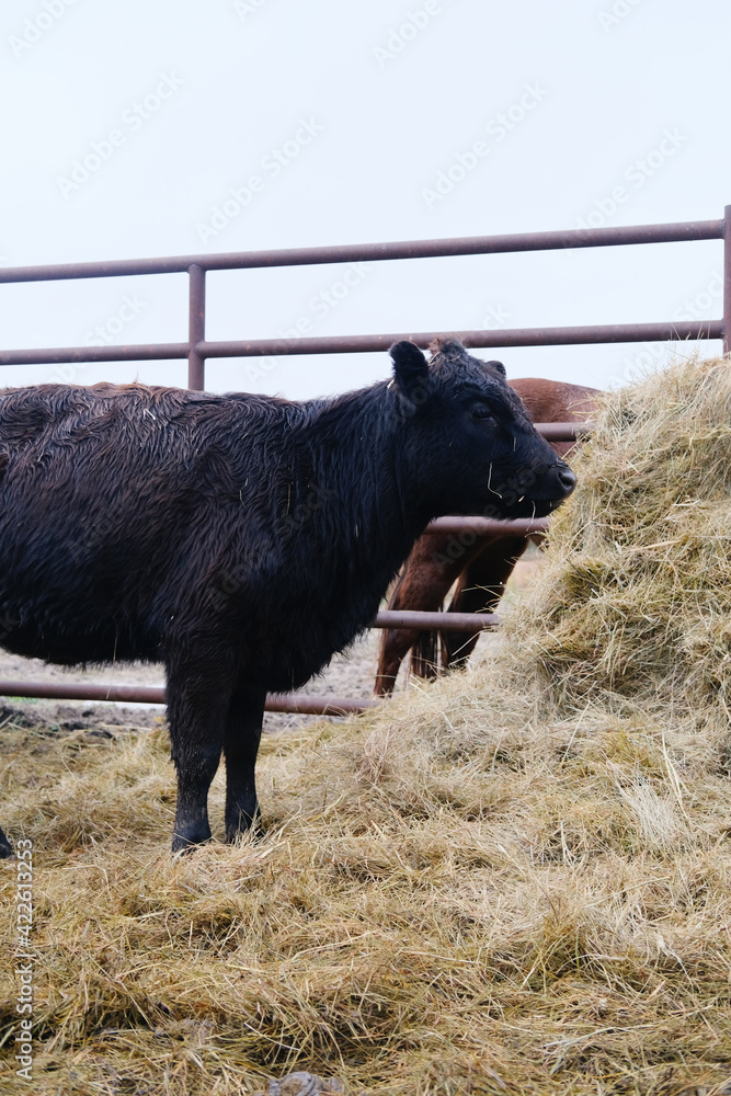 Black angus calf eating hay shows young cow on beef farm for ...