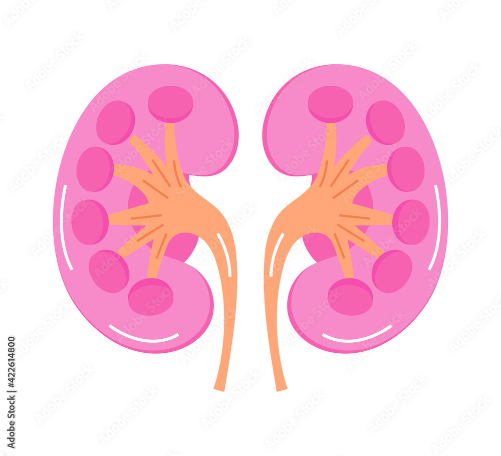 Kidneys for medical design. Cartoon internal organ concept of ...