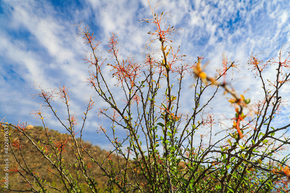 Ocotillo plant Fouquieria splendens, Fouquieriaceae. shrub formed of ...