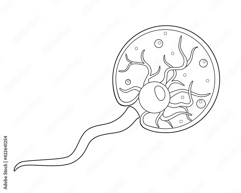 Noctiluca scintillans, sea sparkle animal - vector linear illustration ...