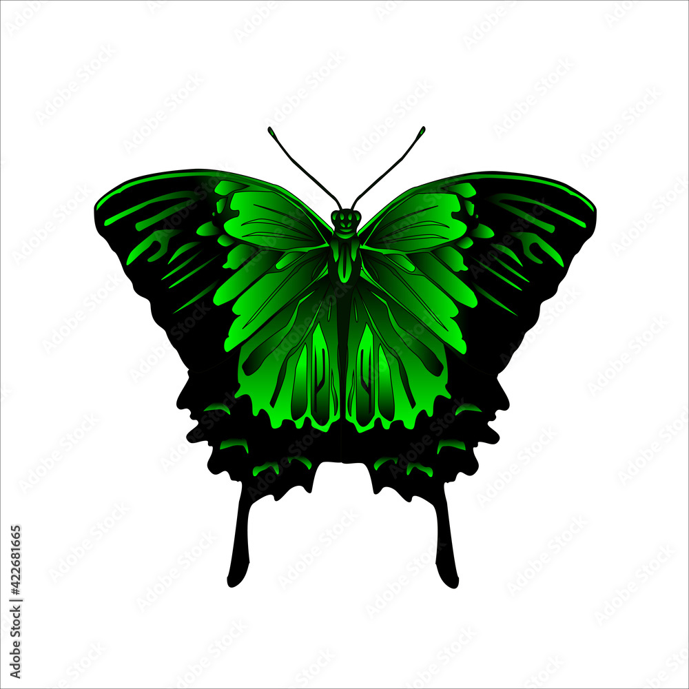Colorful green butterfly isolated on white background. Vector ...