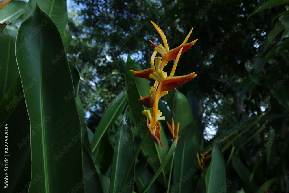 Yellow flower ornamental bananas that are in bloom look beautiful with ...