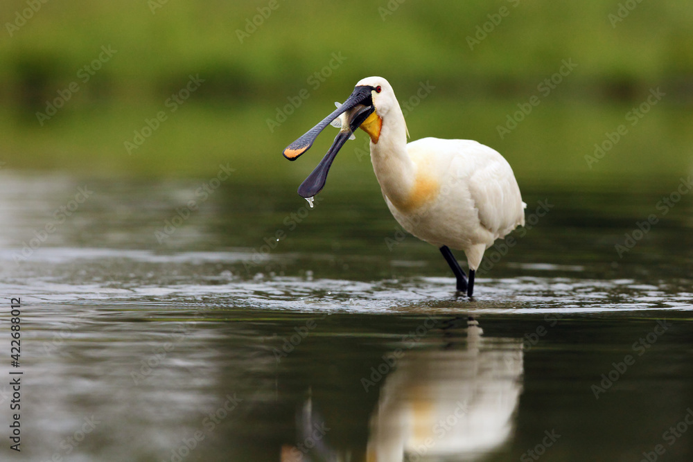 Eurasian spoonbill or common spoonbill (Platalea leucorodia) with a ...