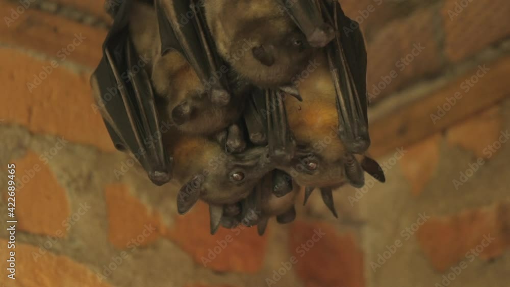 Colony of six Madagascar Fruit Bats huddle together while hanging from ...