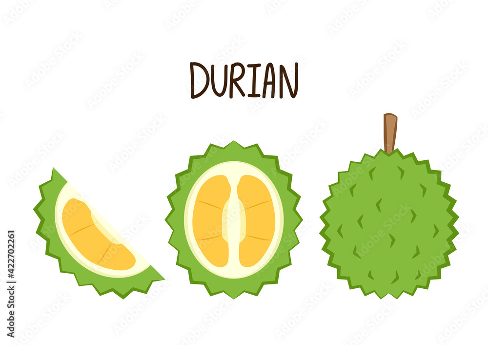 cartoon vector. Durian on white background. Stock Vector | Adobe Stock