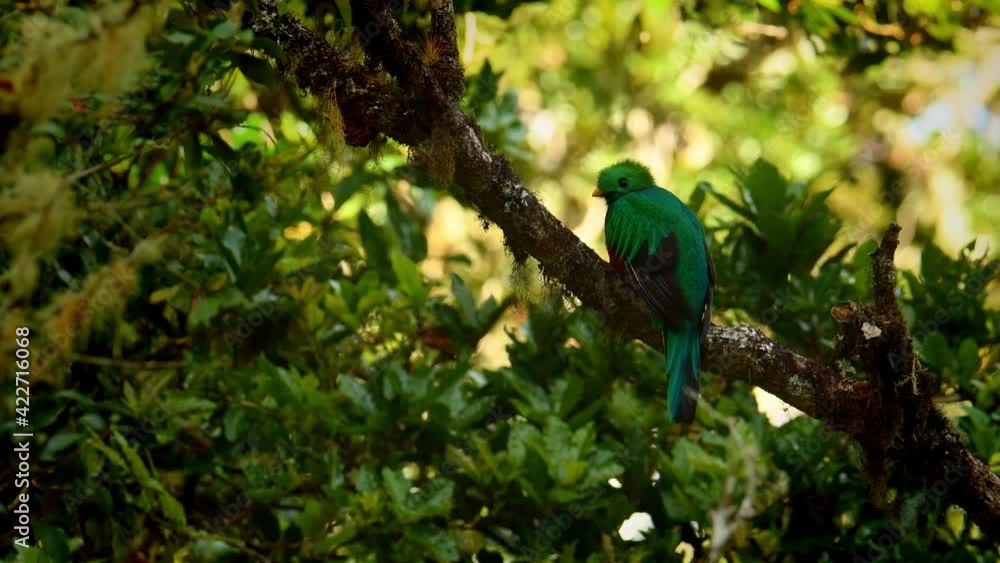 Resplendent Quetzal - Pharomachrus mocinno bird in the trogon family ...