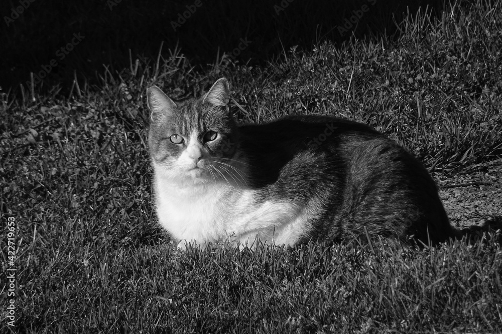 Gatto Stock Photo | Adobe Stock