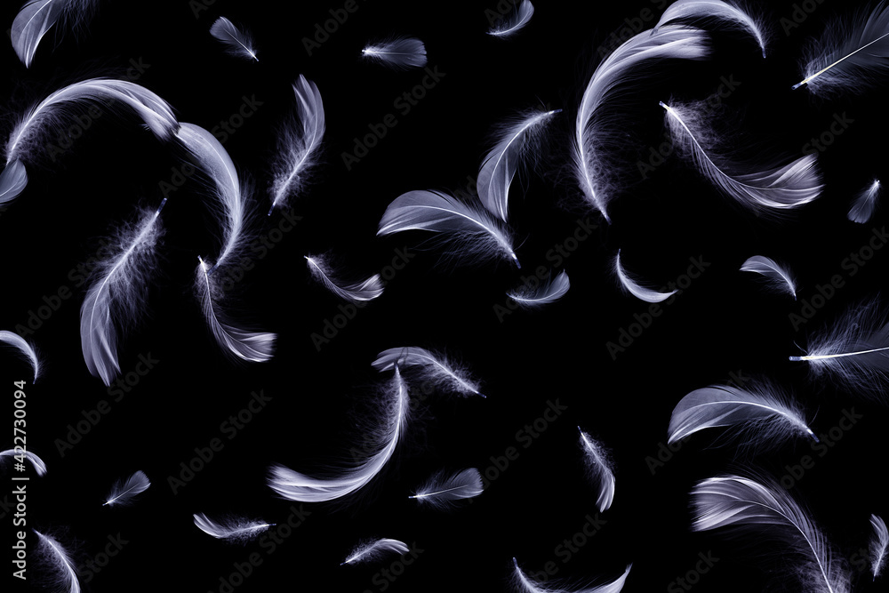 Feather soft. White pastel angel feather closeup texture falling on ...