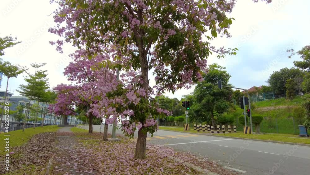 Vídeo do Stock: pink tecoma flower tree or Tabebuia rosea or Pink ...