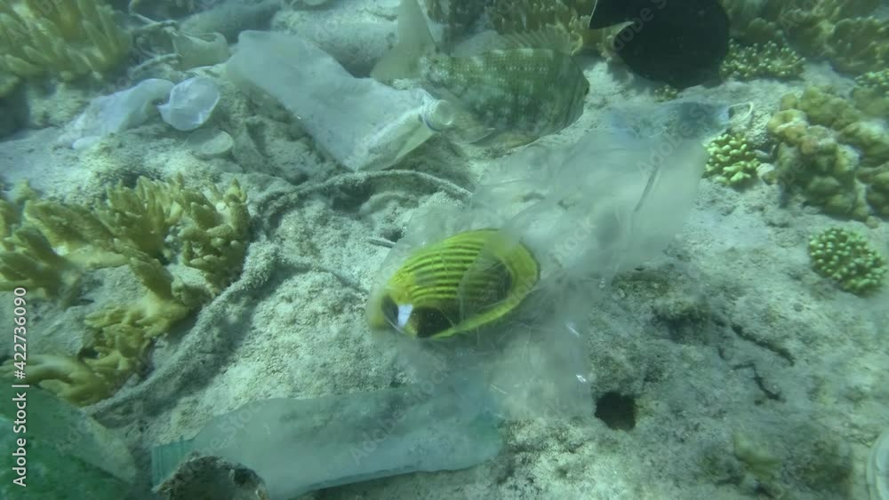 Butterflyfish died hitting trapped in plastic bag lies on seabed ...